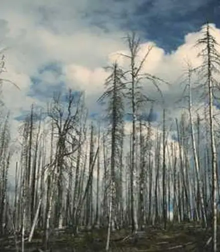 mTOR 뜻과 단식과의 관계- 프라임버스